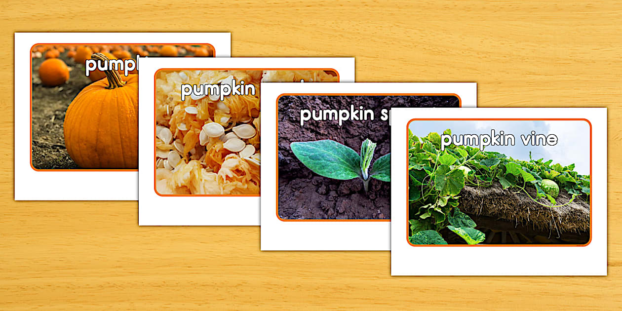 Life Cycle of a Pumpkin Display Photos