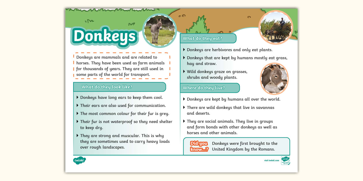 Donkey Fact File (professor feito) - Twinkl