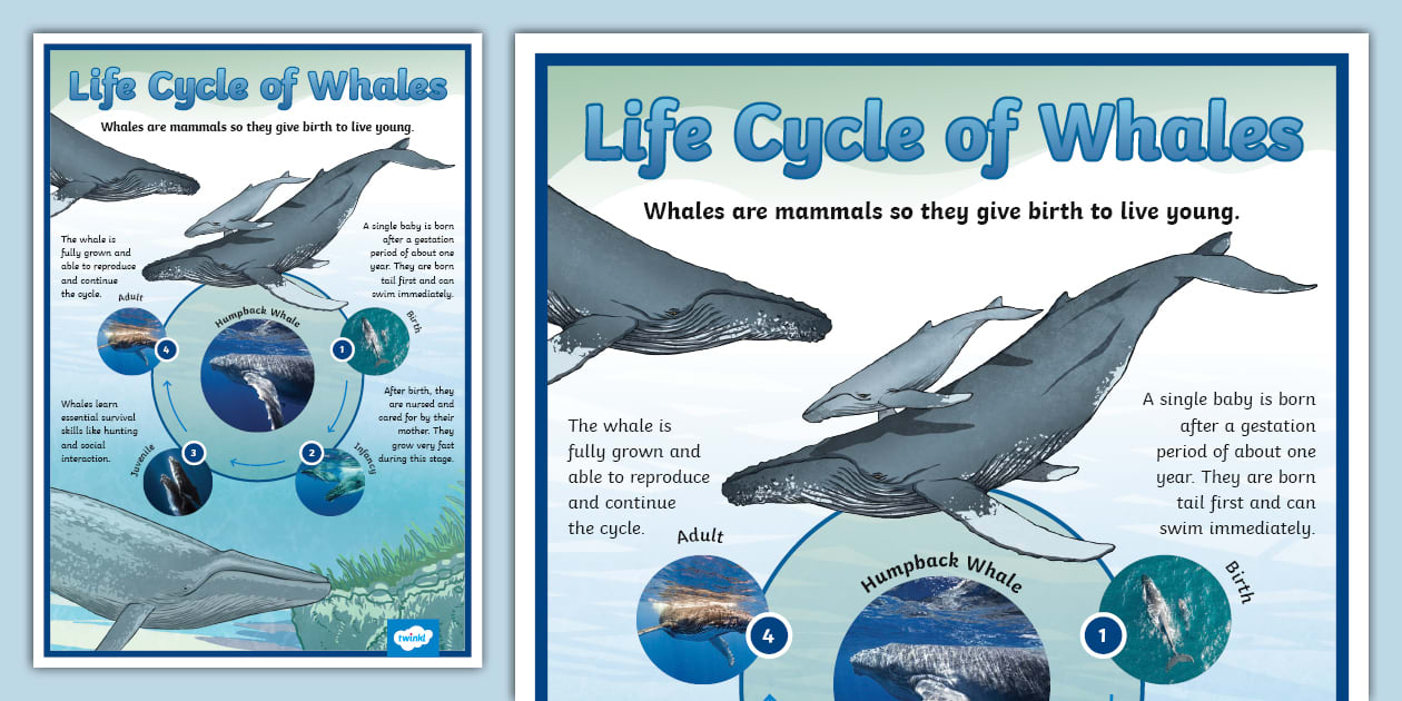 Life cycle of Whales - Poster