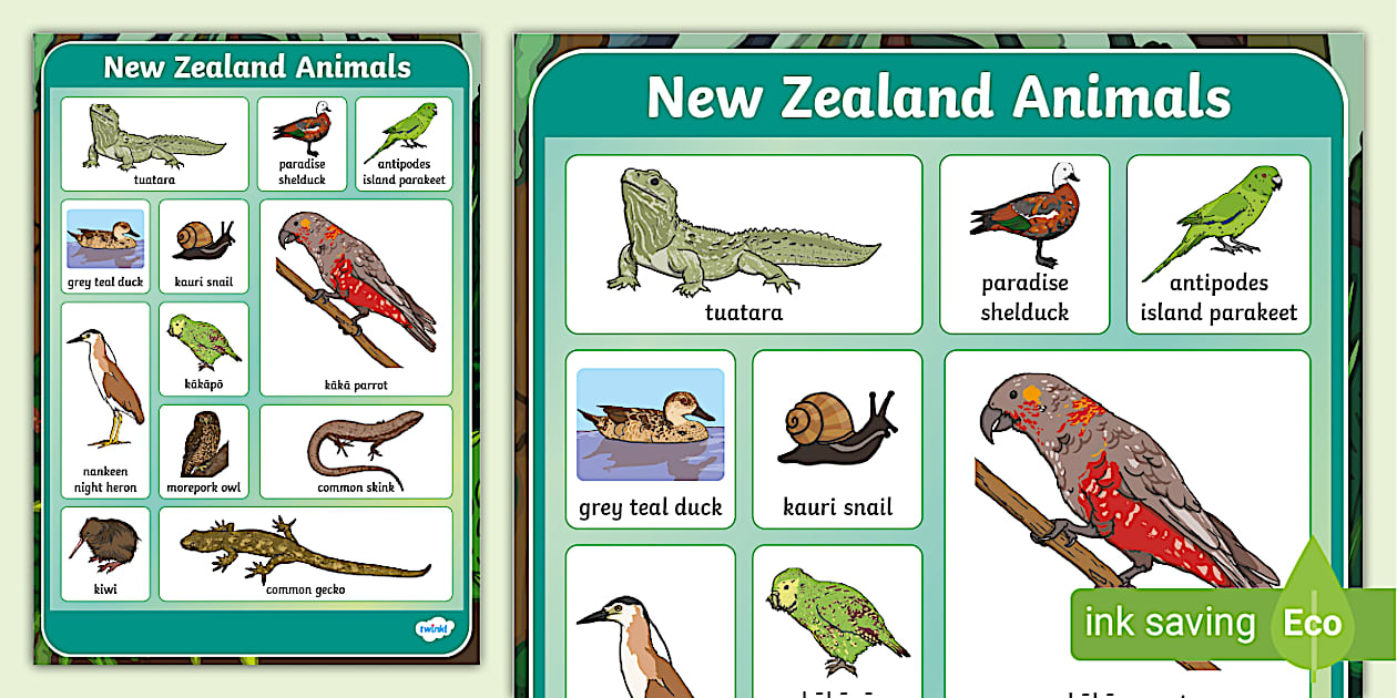 New Zealand Animals Word Grid (teacher made) - Twinkl