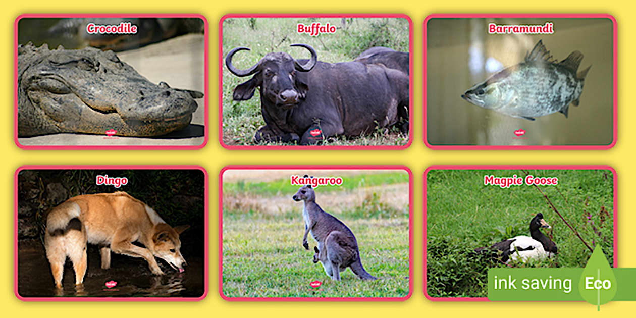 Animals of the Northern Territory Photo Pack (teacher made)
