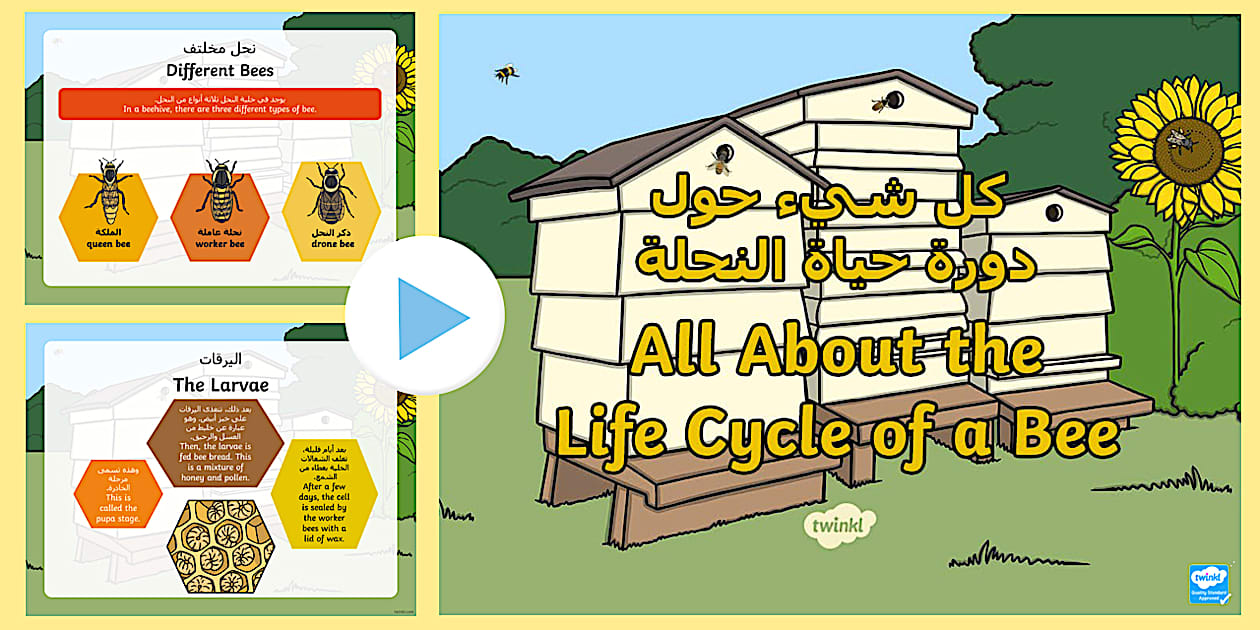 All About the Life Cycle of a Bee PowerPoint - Arabic/English