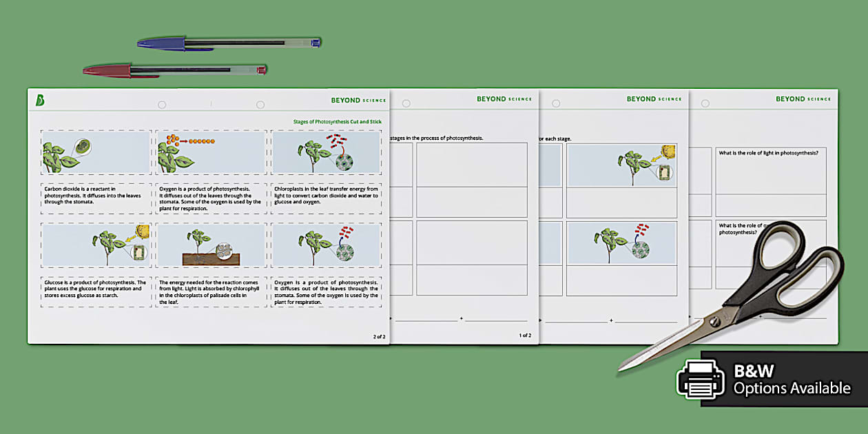 Photosynthesis Comic Strip (Teacher-Made) - Twinkl