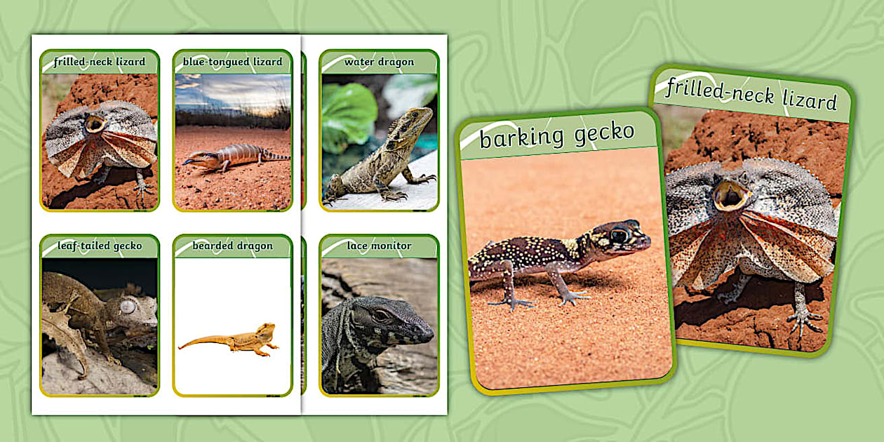 Australian Lizards Photo Flashcards (teacher made) - Twinkl