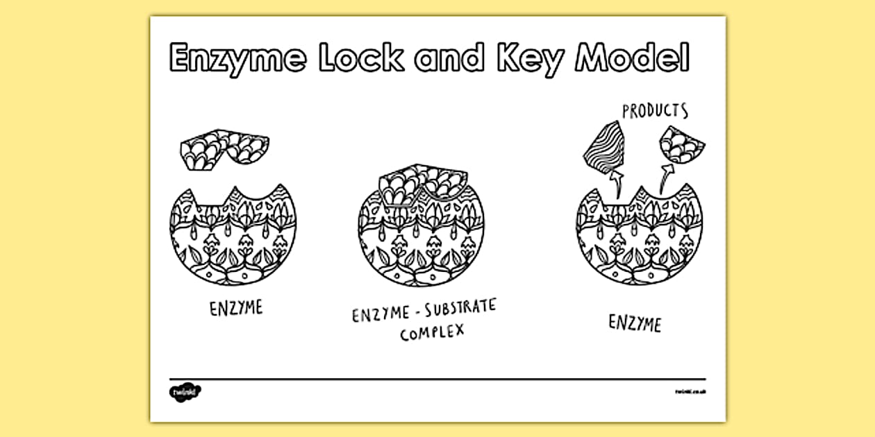 KS4 Science Revision Colouring Enzyme Lock and Key Model