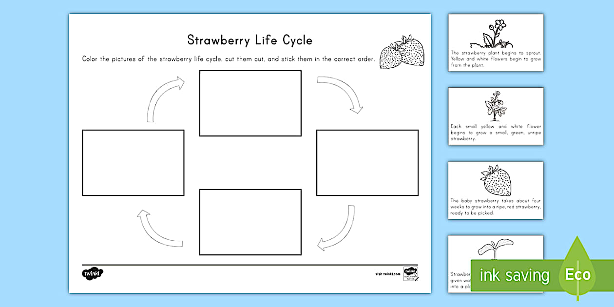 Strawberry Plant Life Cycle Diagram Worksheet for Kids K-2