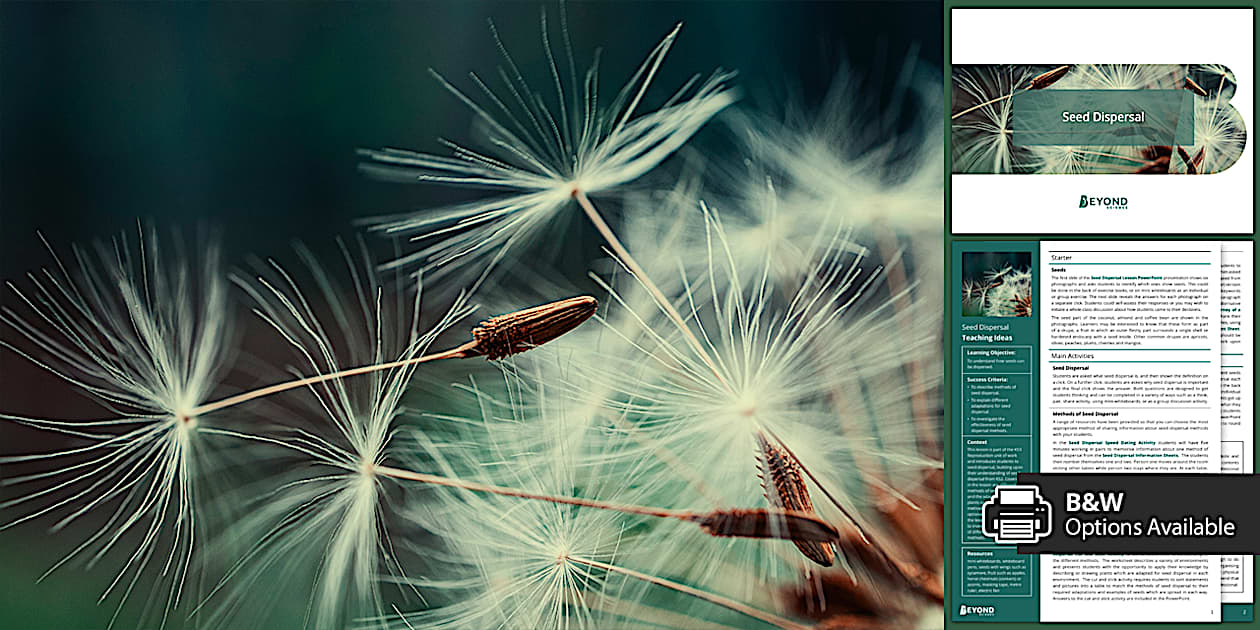 Seed Dispersal Lesson Pack | KS3 Reproduction | Beyond