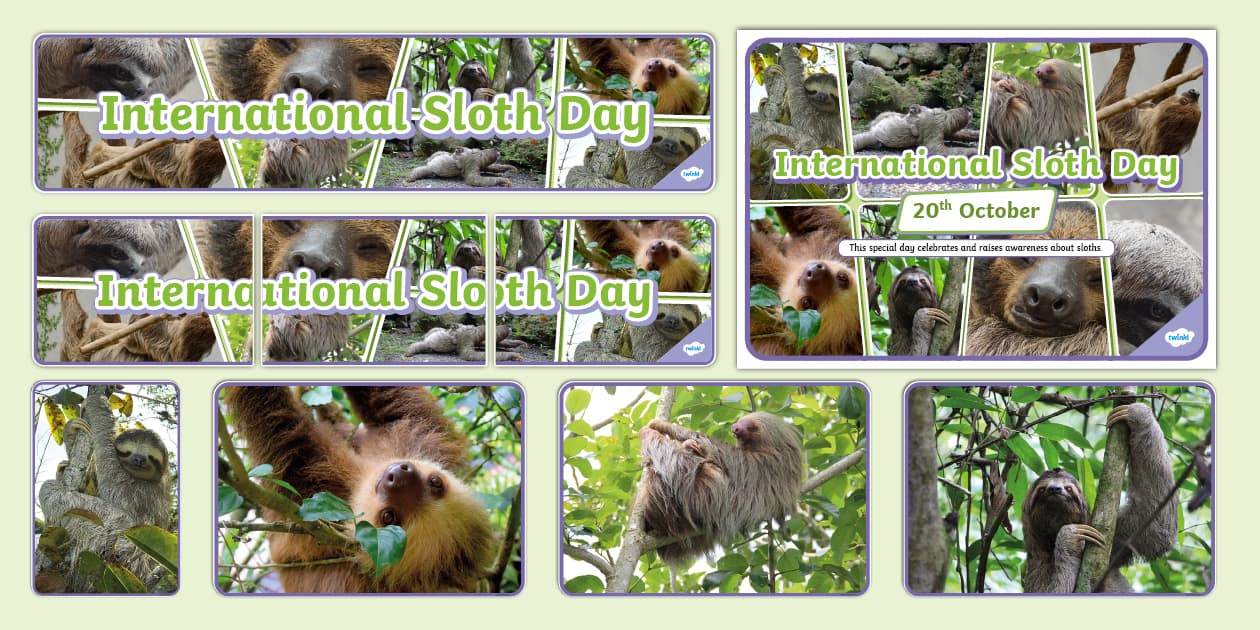 International Sloth Day Display Pack - Twinkl - KS1 - Twinkl