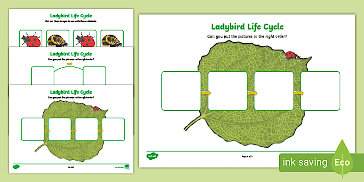 Editable Ladybird Life Cycle Worksheet (teacher made)