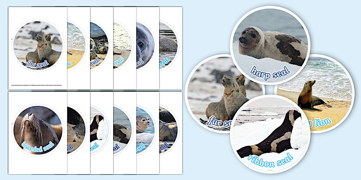 Seals Circle Display Photo Cut-Outs (teacher made) - Twinkl