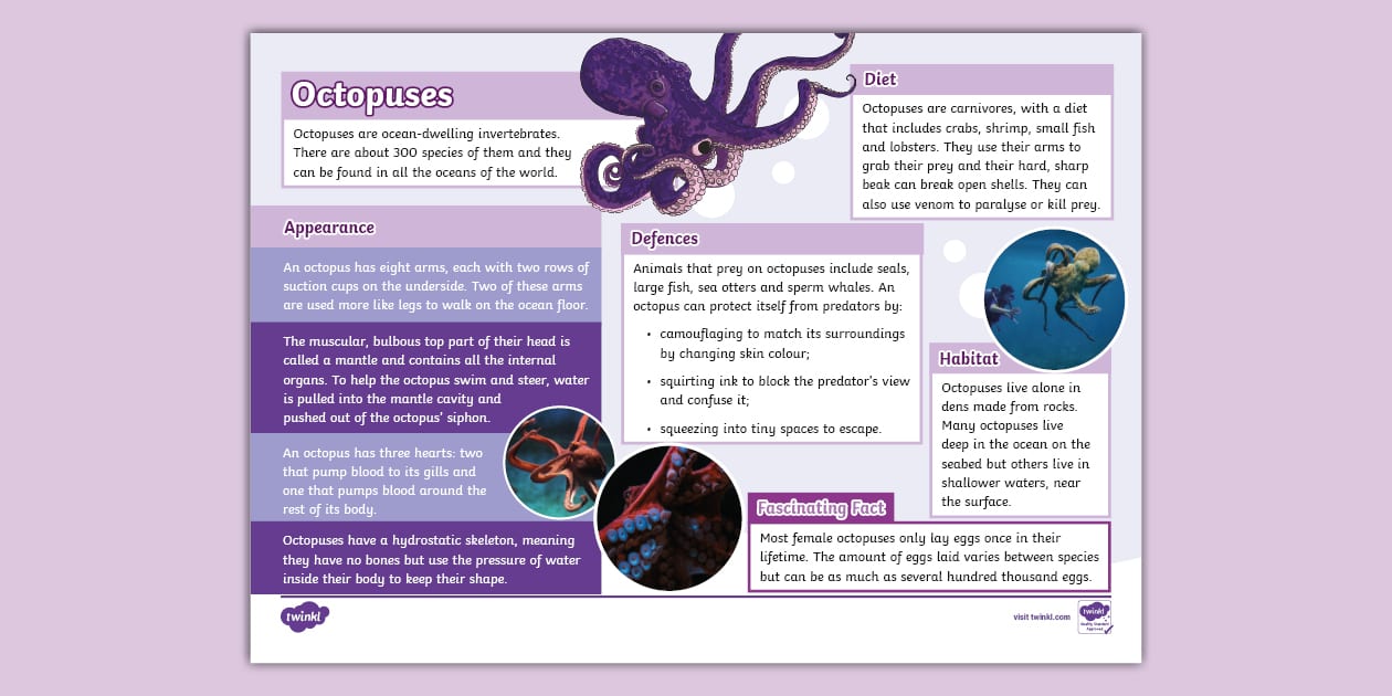 KS2 Octopus Fact File (teacher made) - Twinkl