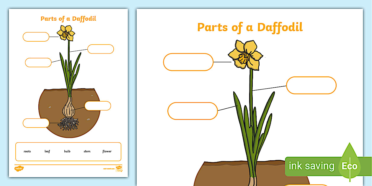 Black and White Daffodil Labelling Activity - Twinkl