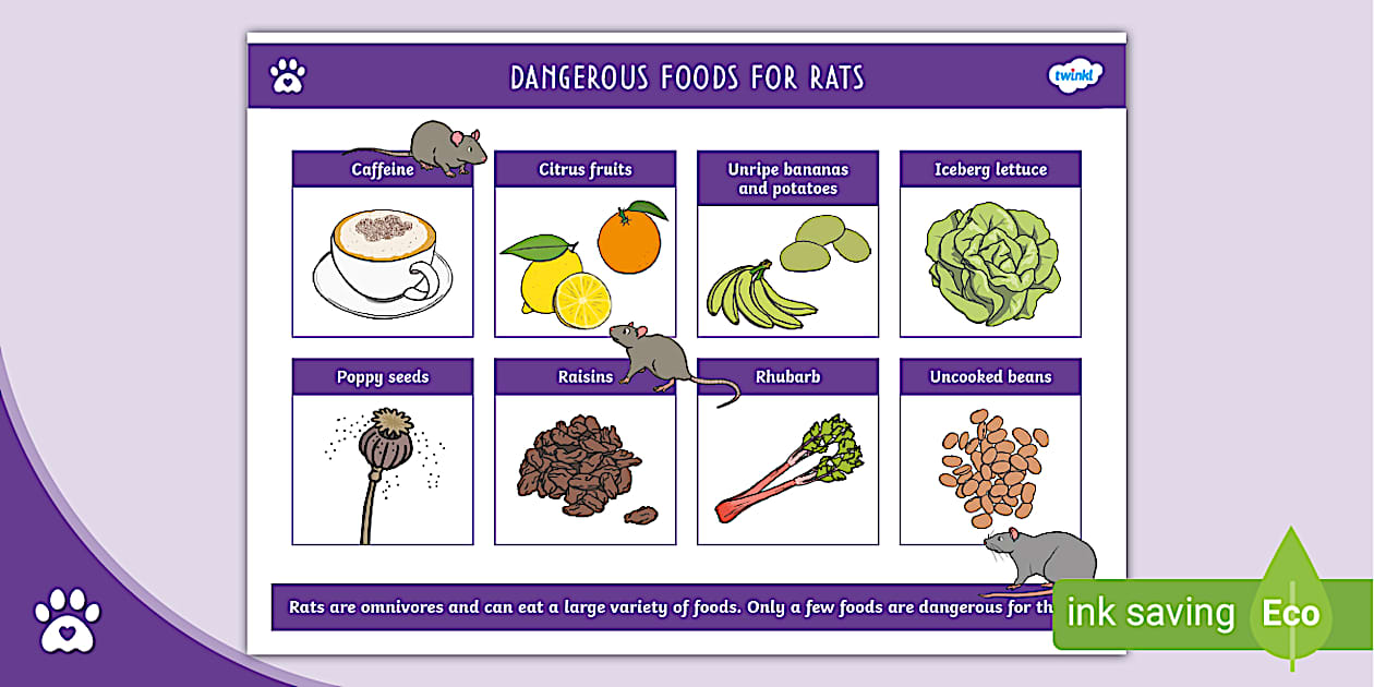 Dangerous Foods for Rats - List - Rat Care - Twinkl Pets