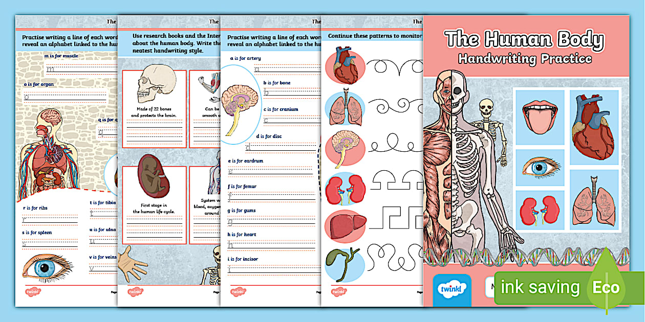 KS2 the Human Body Handwriting Activity Booklet - Twinkl