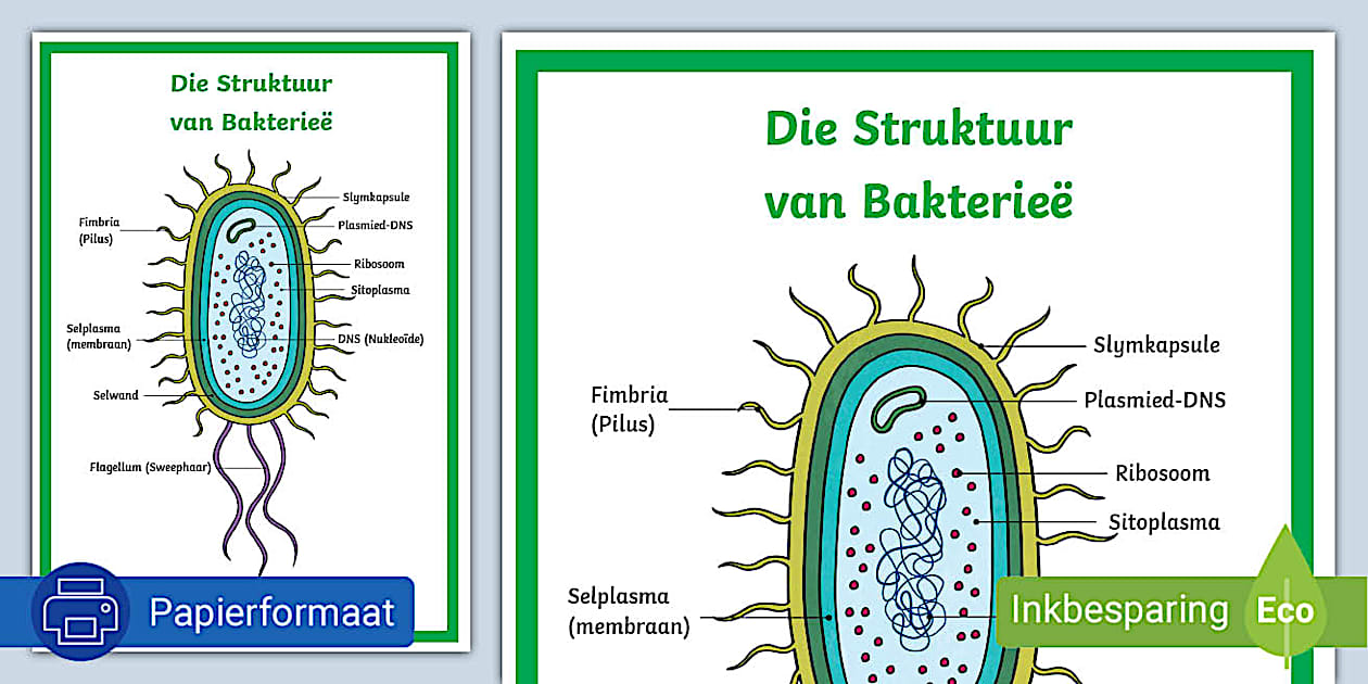Die Struktuur van Bakterieë Plakkaat - Twinkl