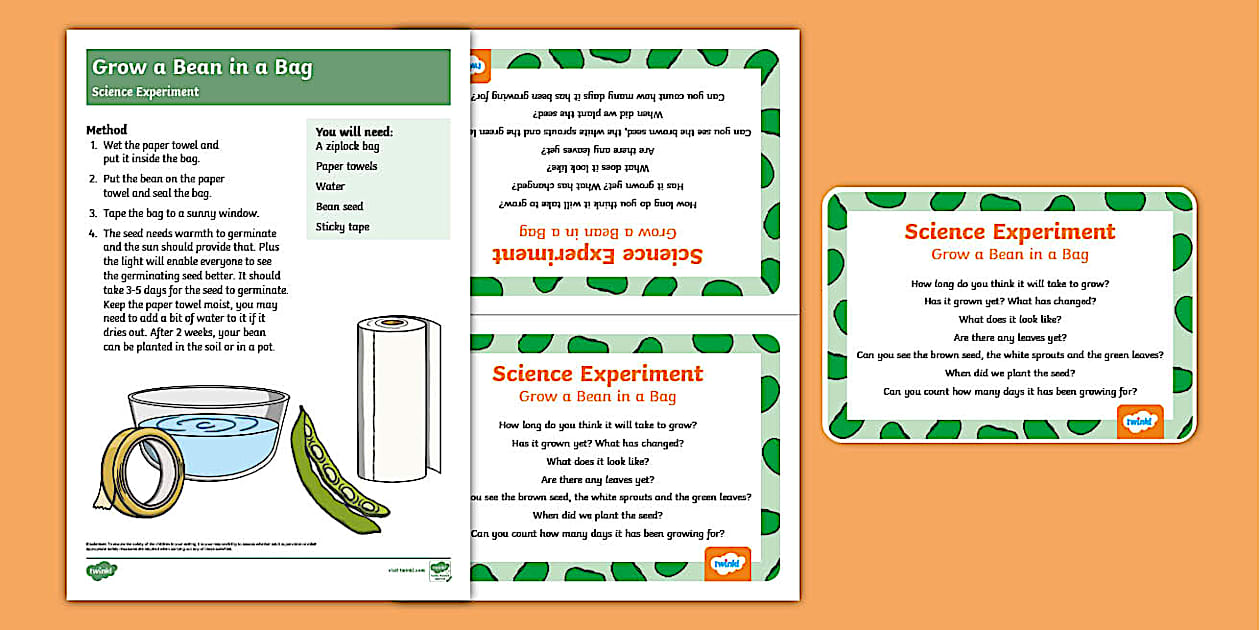 Grow a Seed in a Bag | Bean for Science Experiment | Twinkl