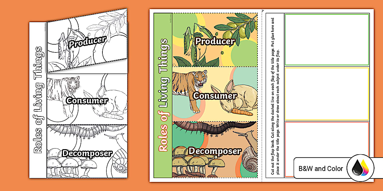 Producers, Consumers, and Decomposers Flap Book for 3rd-5th Grade