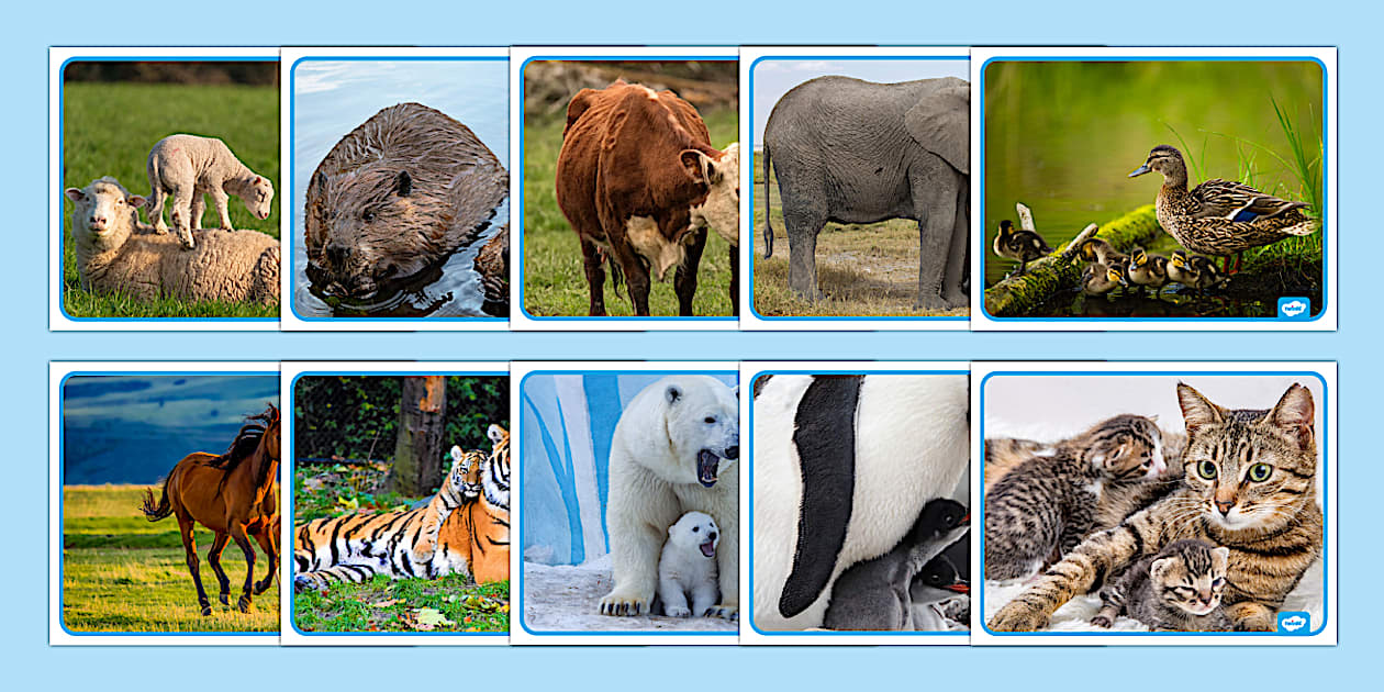Mom and Baby Animals Photo Pack (teacher made) - Twinkl