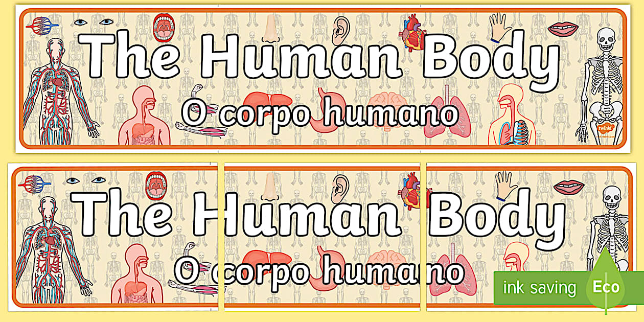 The Human Body Display Banner English/Portuguese - Twinkl