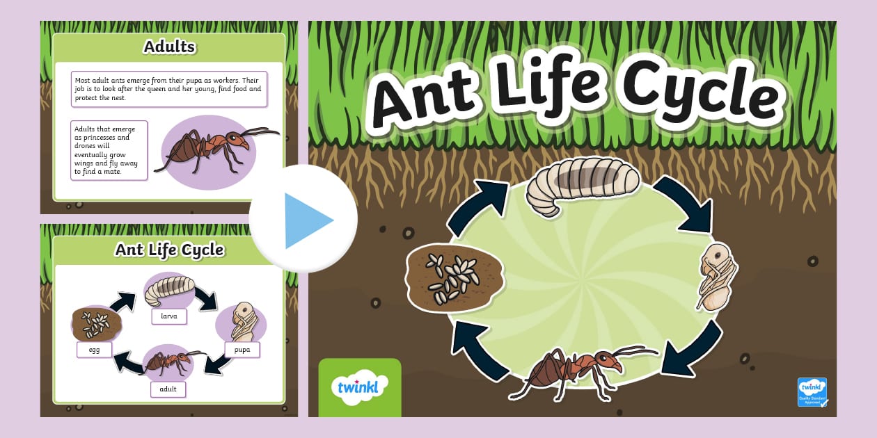 Ant Life Cycle PowerPoint - Twinkl - KS1 - Twinkl