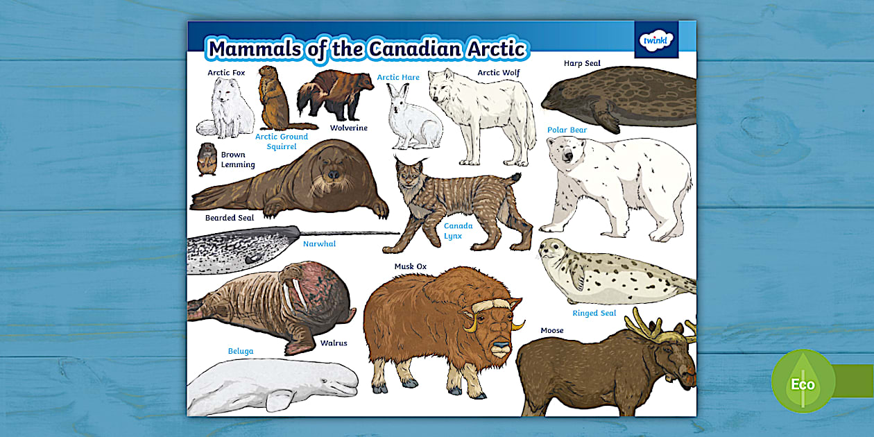 Mammals of the Canadian Arctic | Twinkl CA (Teacher-Made)
