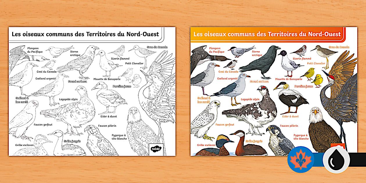 Birds of the Northwest Territories French (Teacher-Made)