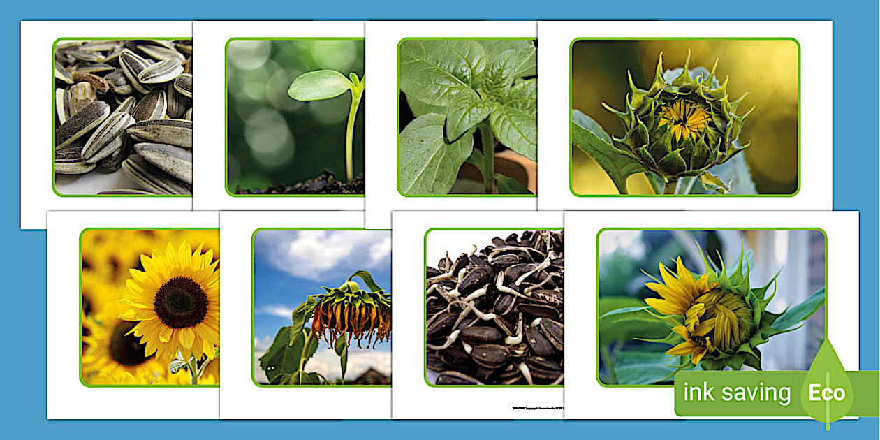 Life Cycle of a Sunflower Display Photos (teacher made)