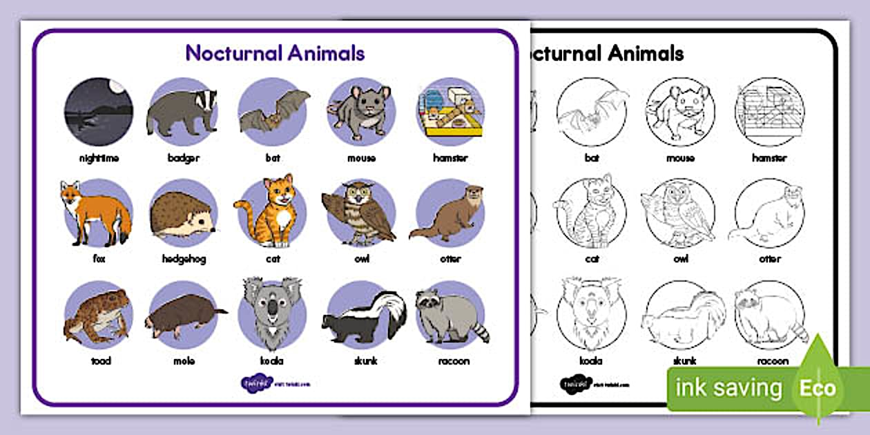 Common Nocturnal Animals Word Mat - Twinkl