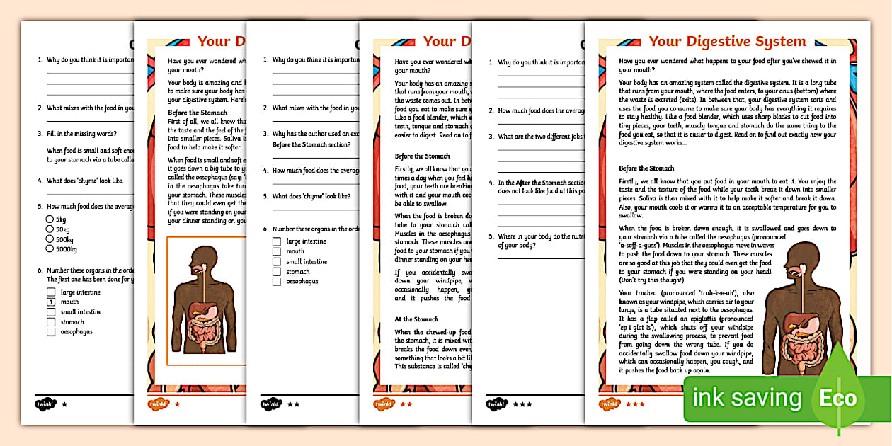 The Digestive System Differentiated Reading Comprehension Activity