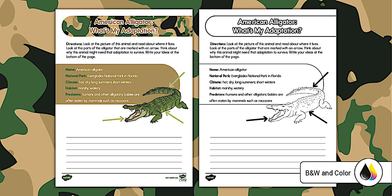 Second Grade American Alligator: What's My Adaptation? Science Worksheet