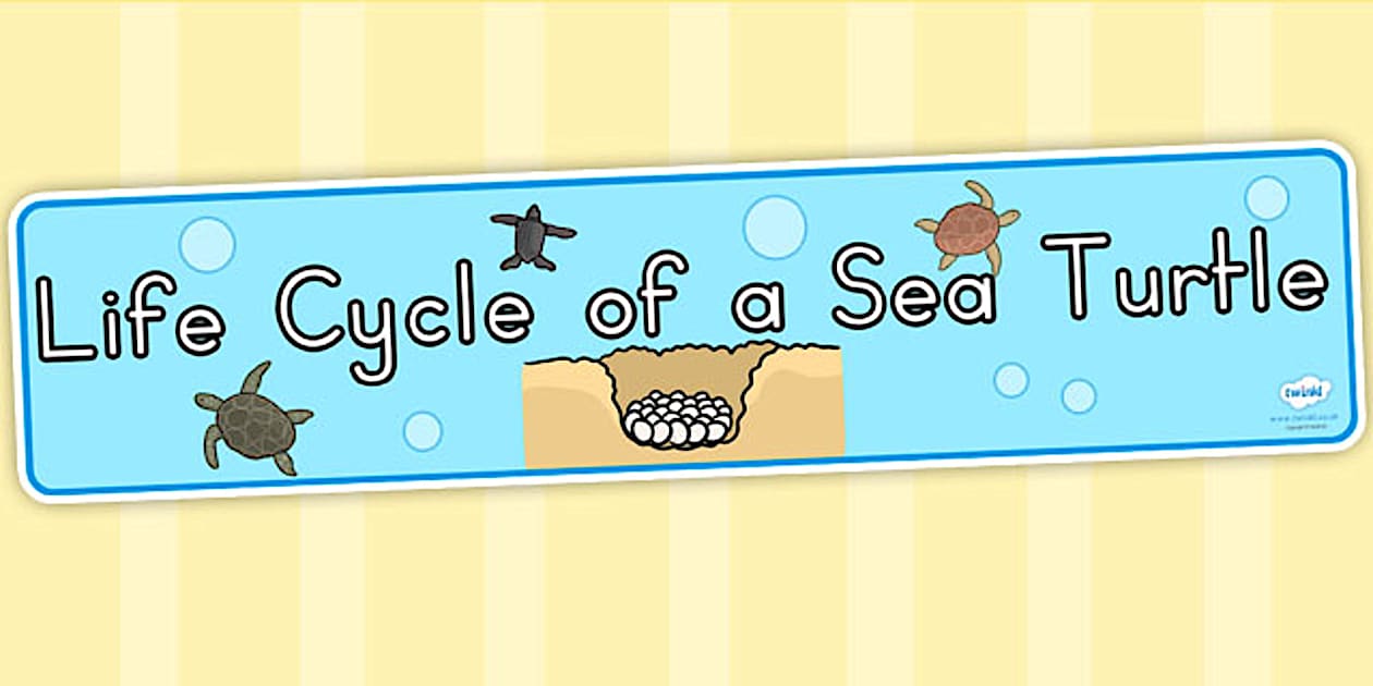 Sea Turtle Life Cycle Display Banner (teacher made) - Twinkl