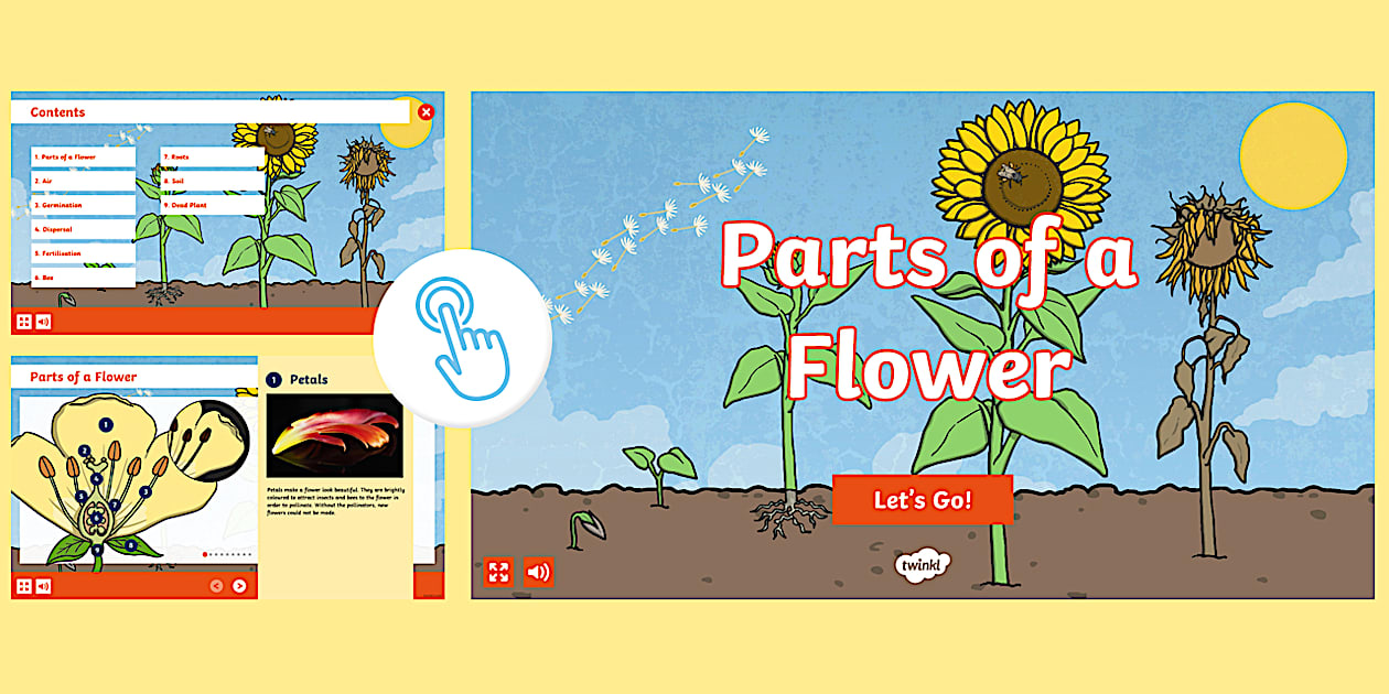 Interactive Plants eBook - Fertilization in plants - Twinkl