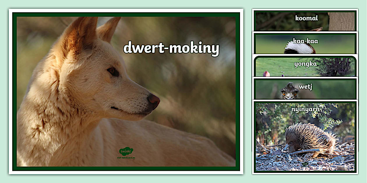 Australian Bush Animals in Noongar Language Display Photos