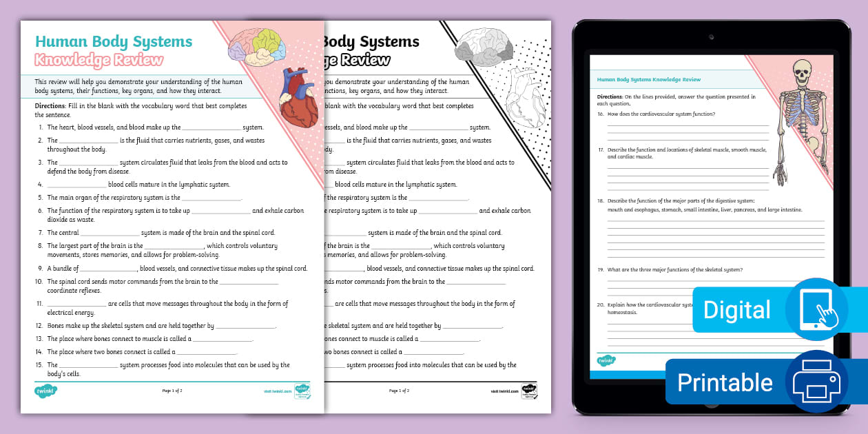 Human Body Systems Review | Science | Twinkl USA - Twinkl