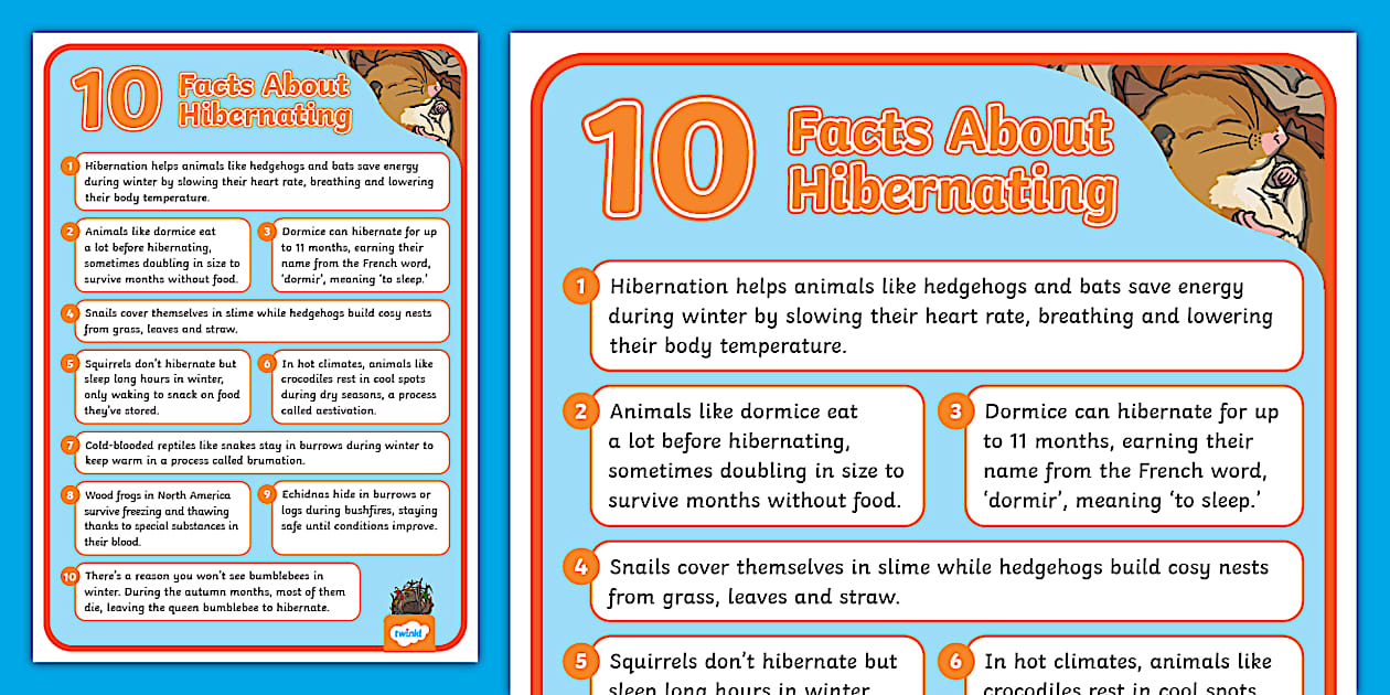 10 Facts About Hibernating Poster (teacher made) - Twinkl
