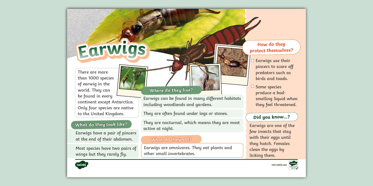 KS1 Earwig Fact File (teacher made) - Twinkl