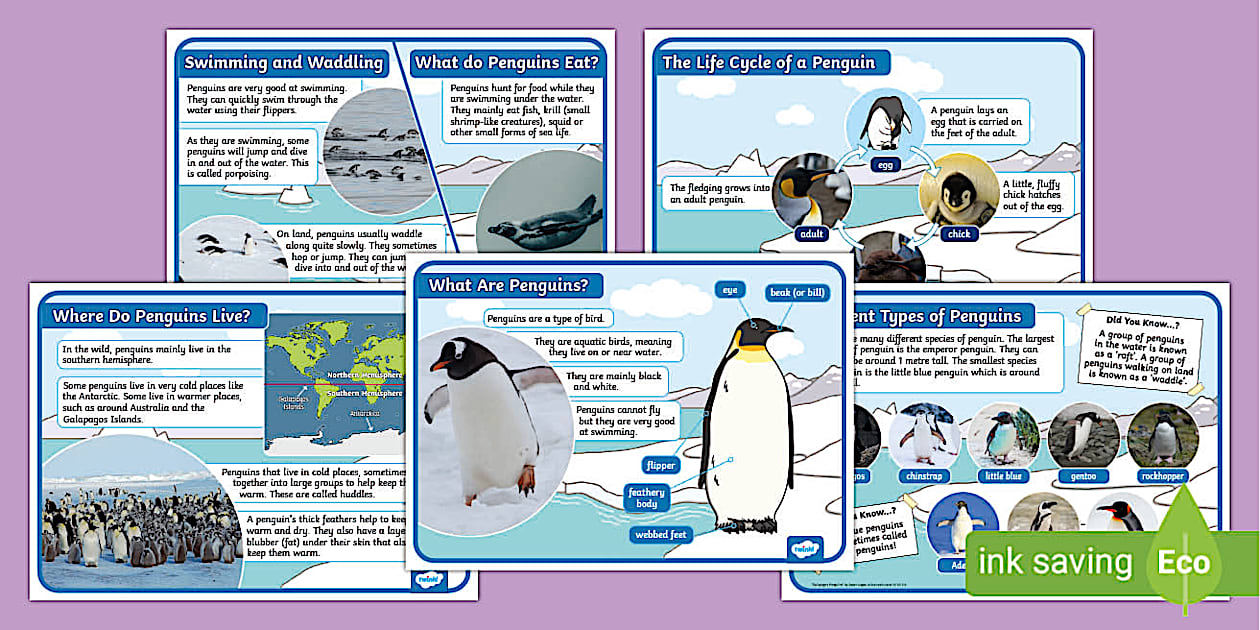 EYFS All About Penguins Fact Files (teacher made) - Twinkl