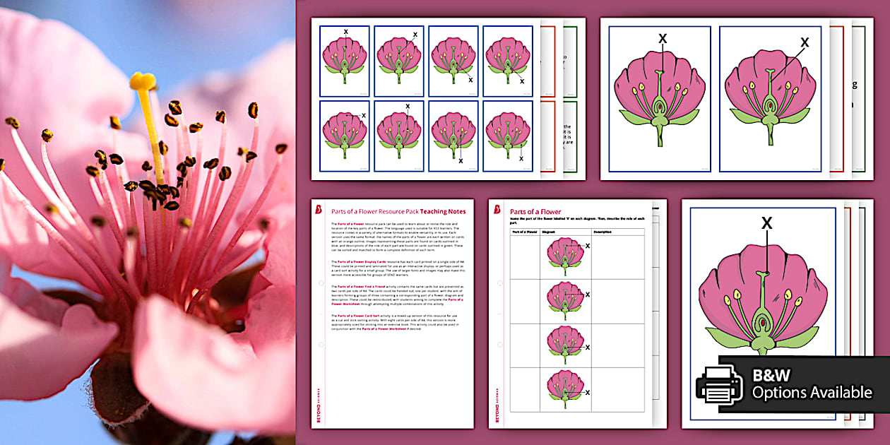 Parts of a Flower Resource Pack | Biology | Beyond - Twinkl