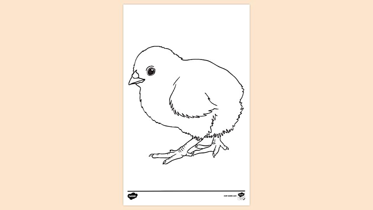 Baby Chick Colouring Sheet | Twinkl (Hecho por educadores)