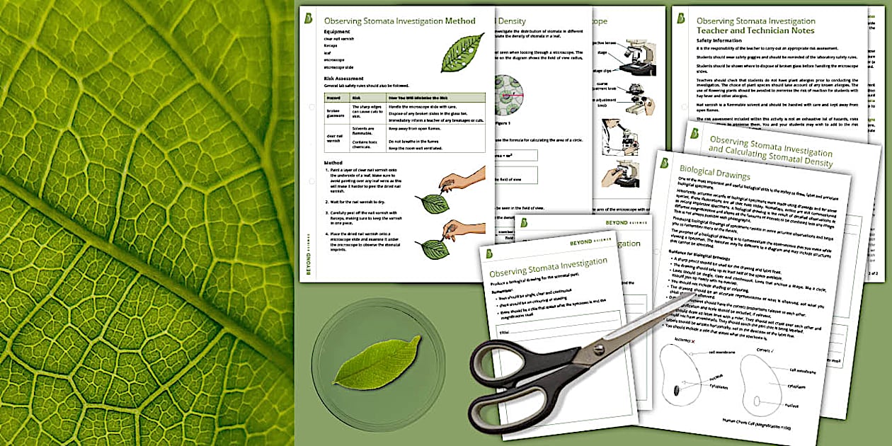 Observing Stomata Investigation | KS3 | Beyond Science