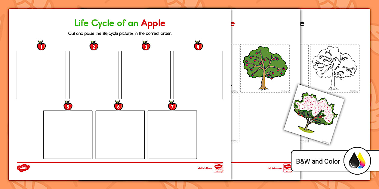 Life Cycle of an Apple Cut and Paste Worksheet - Twinkl