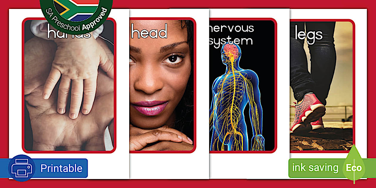 My Body Display Photos | Twinkl South Africa (teacher made)