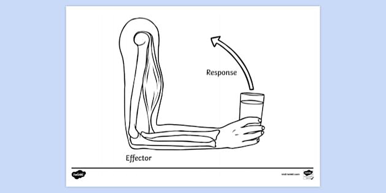 Response and Effector Colouring Sheet | Colouring Sheets