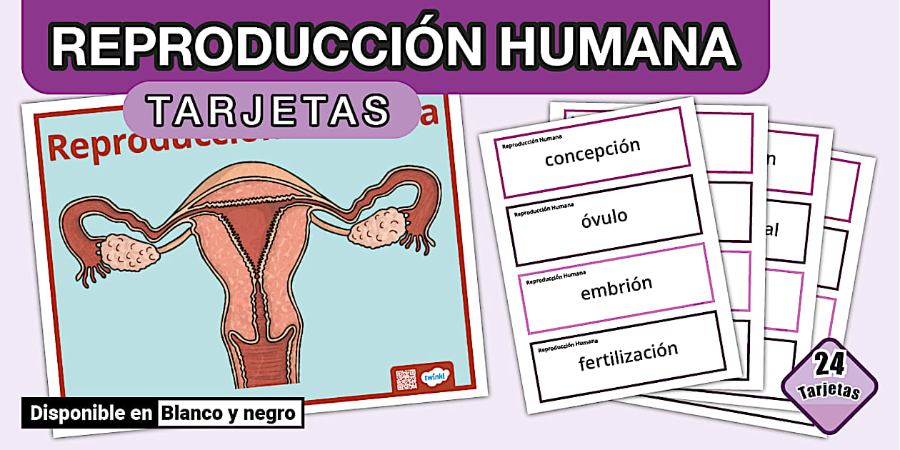Tarjetas | Reproducción | Humana | Ciencias (teacher made)