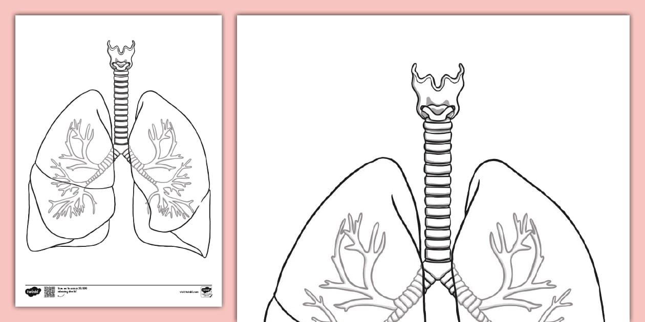 Lungs Colouring | Colouring Sheets (teacher made) - Twinkl