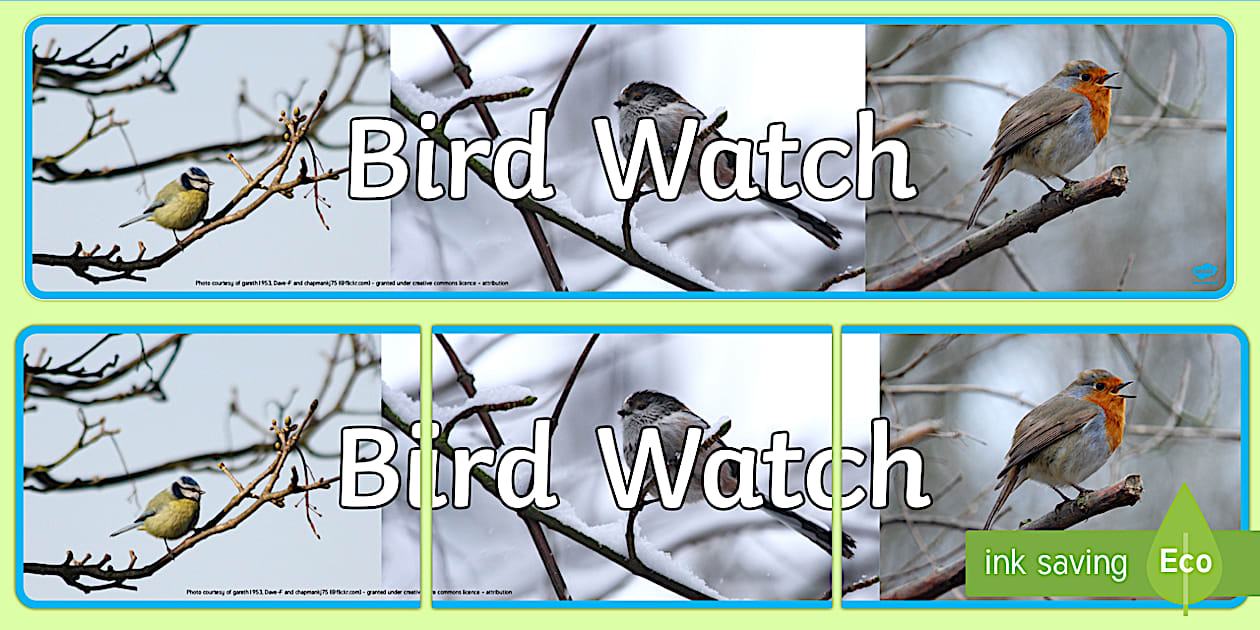 Bird Watch Photo Display Banner (teacher made) - Twinkl