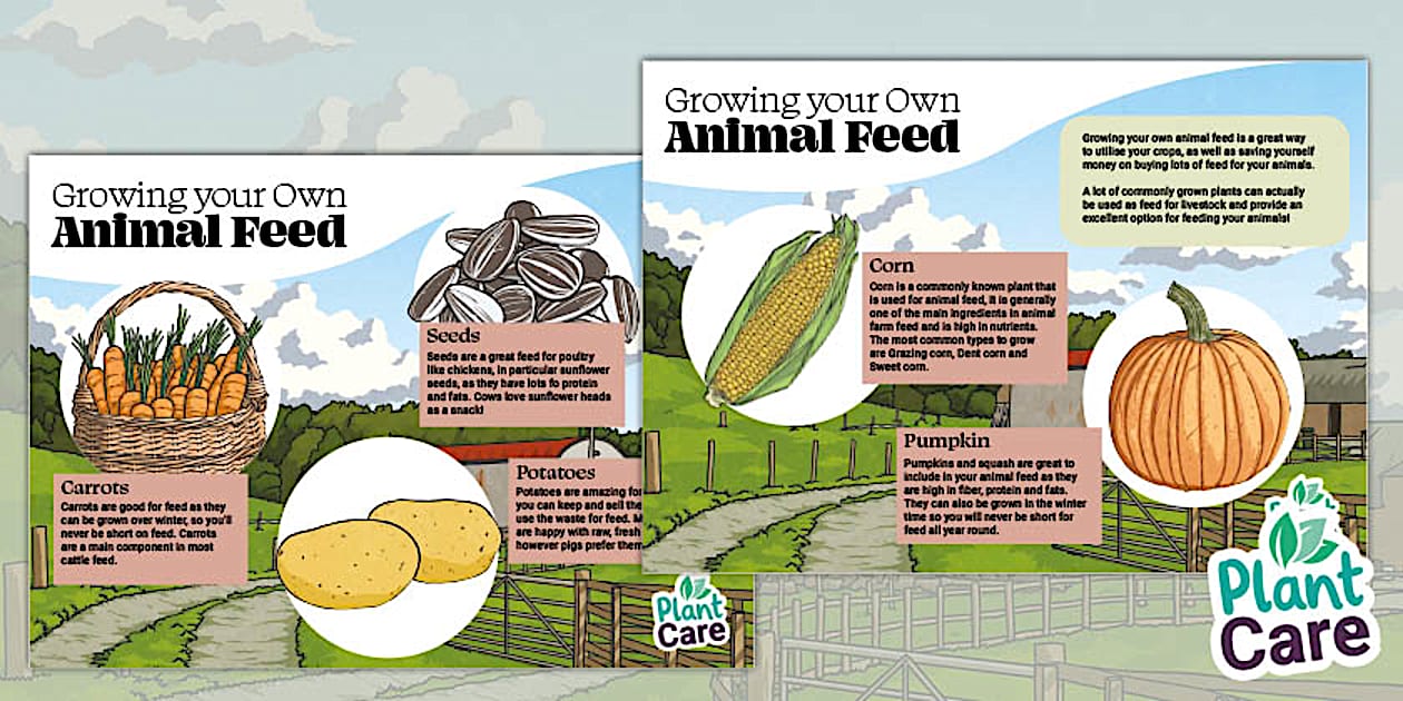 Growing Your Own Animal Feed (teacher made) - Twinkl