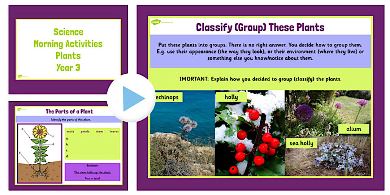 Editable Year 3 Early Morning Activities: Plants - Twinkl