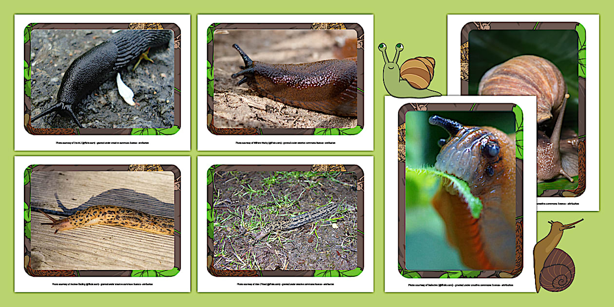 Snails and Slugs Photo Cards (Teacher-Made) - Twinkl