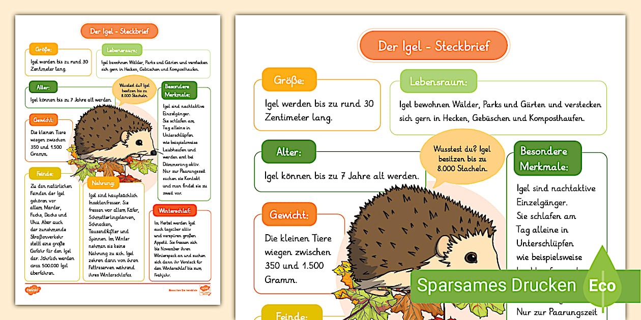 Der Igel-Steckbrief (teacher made) - Twinkl
